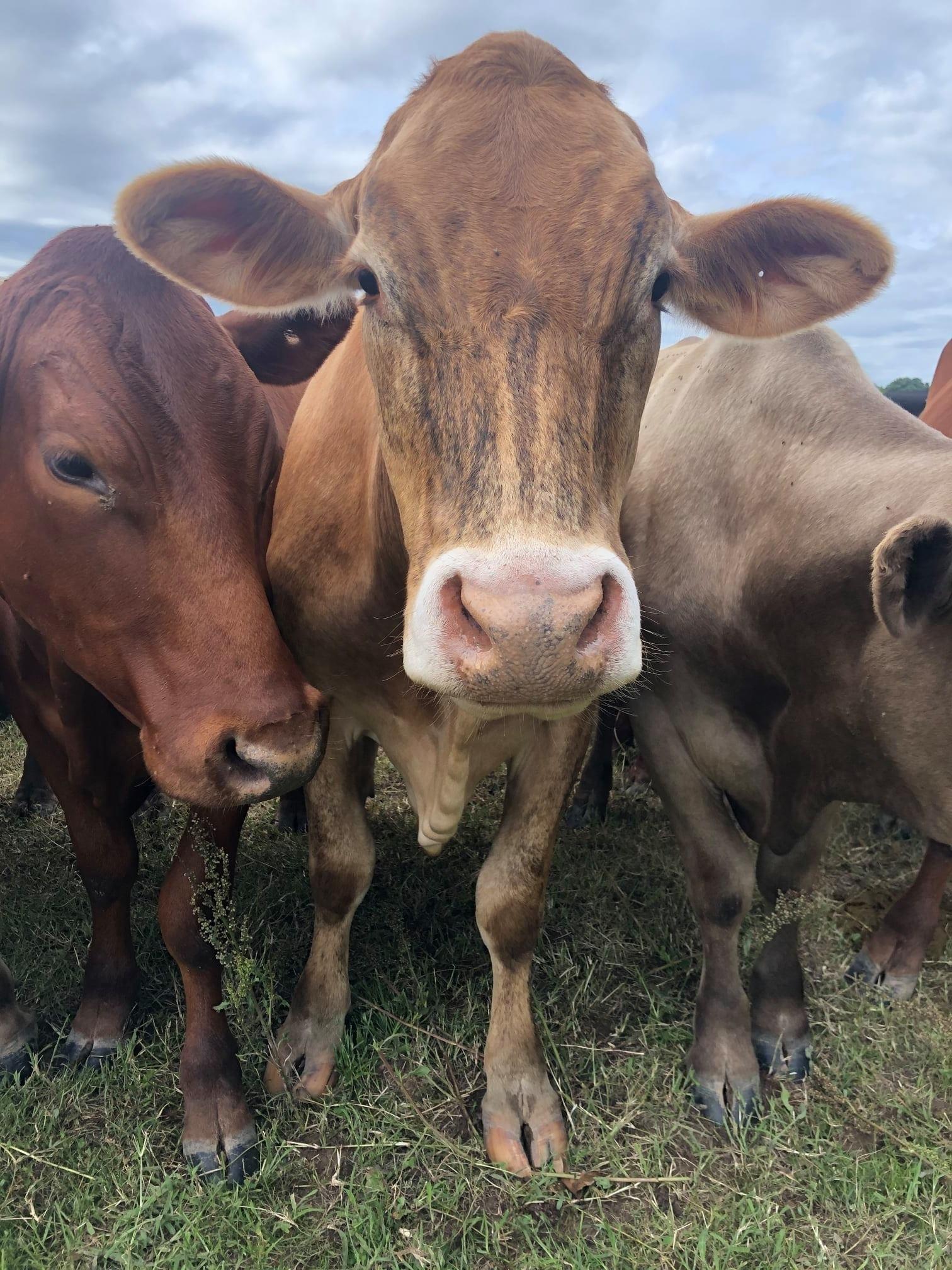 LaMotte Hook Ranch | Regenerative Louisiana Grass-fed Beef